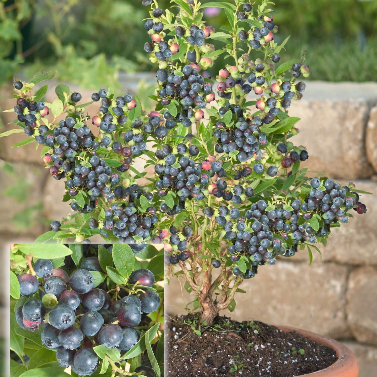 Northsky Blueberry Dormant Bare Root Fruit Bearing Plant (1-Pack ...