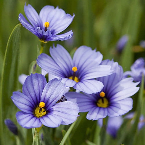 Blue-Eyed Iris Grass - Sisyrinchium - Lucerne - Indoors or Out - 2.5 ...