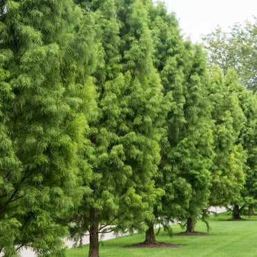 Dawn Redwood Tree Seedlings for Planting - Grow Giant Redwood Trees (3 ...
