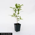 Dwarf Pomegranate Fruit Bearing Starter Fruit Tree, Grown in a 4 inch ...