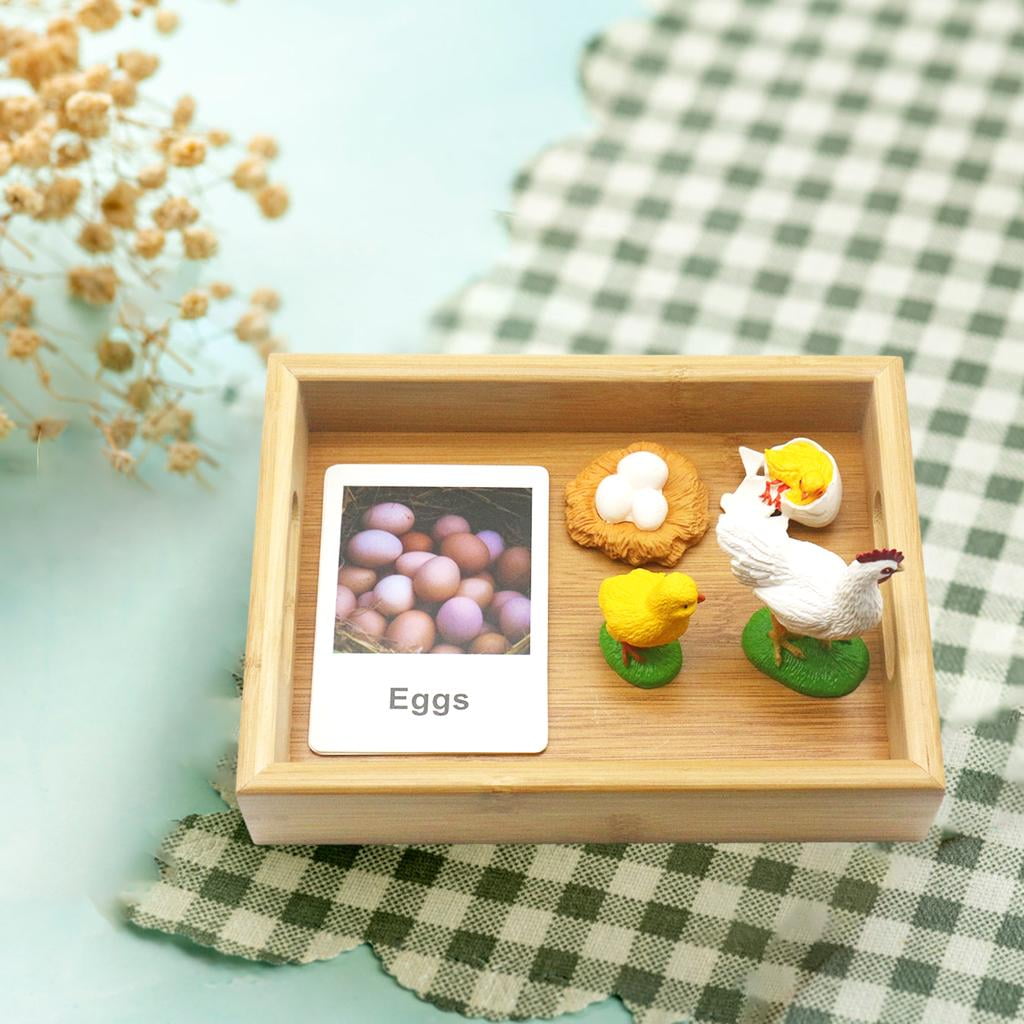 Kids Cycle 3 Part Flash Cards Modelo de crecimiento de s Juego infantil ...