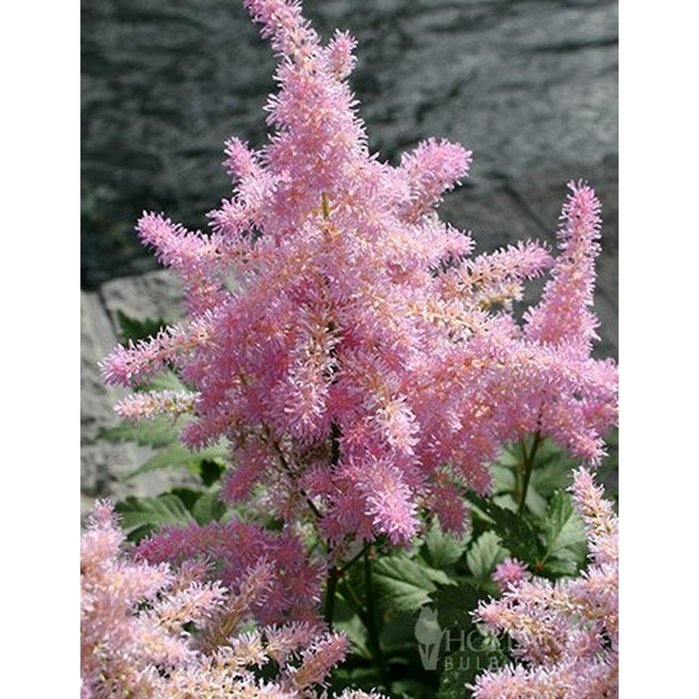 Sprite Pink Astilbe - Walmart.com - Walmart.com