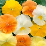 Pansy Panola XP Citrus Mix - Pansy Flower Seeds - 100 Seeds - Walmart.com