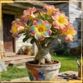 Giant Desert Rose For Planting Ideal for Gardening Deer Resistant ...