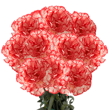 Red Carnations - Fresh Cut - 100 Stems - Walmart.com