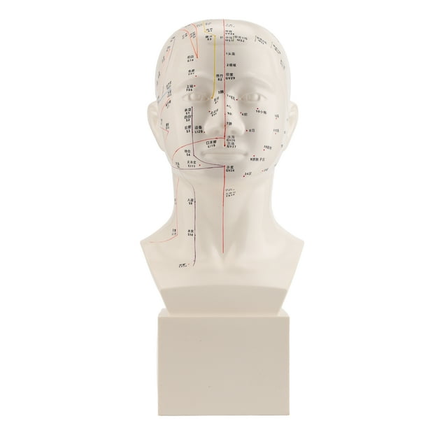 Head Acupuncture Model, Acupuncture Learning Tool Standard Acupoints ...