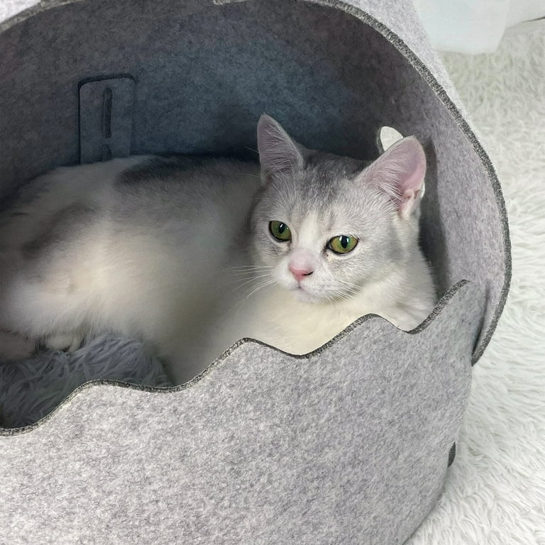 Plain Grey Kittens