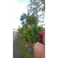 3 Rooted Live Florida Sabal Palmetto Palm Tree Small 8 12 Live Garden Plant