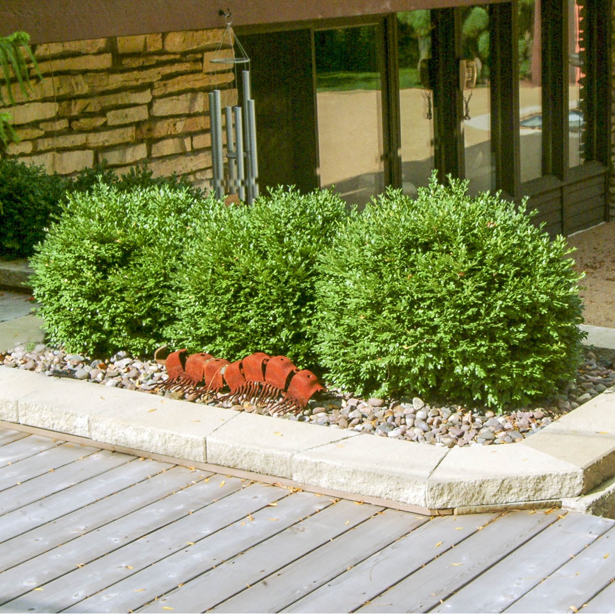 Green Mountain Boxwood Broadleaf Evergreen Shrub, grown in a 2.25 ...