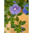 Blue Daze - 20 Live Plants - Evolvulus Glomerata - Low Maintenance ...