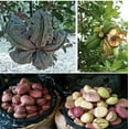 Colanut Africa colanut Obi Kola, Obi Abata, Cola Nitida, Kolanut 2 lobe ...