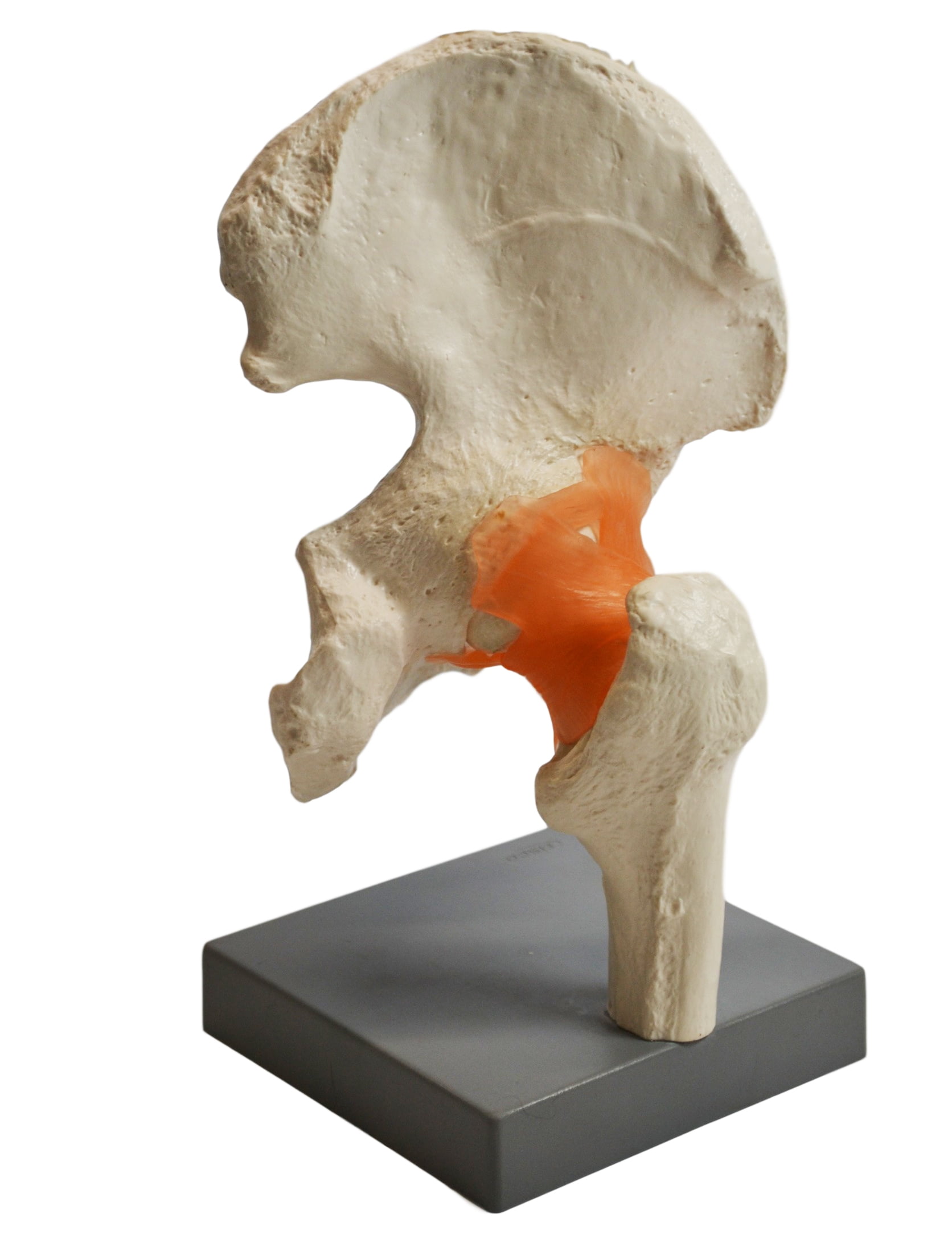 Premium Model Hip Joint - Eisco Labs - Walmart.com
