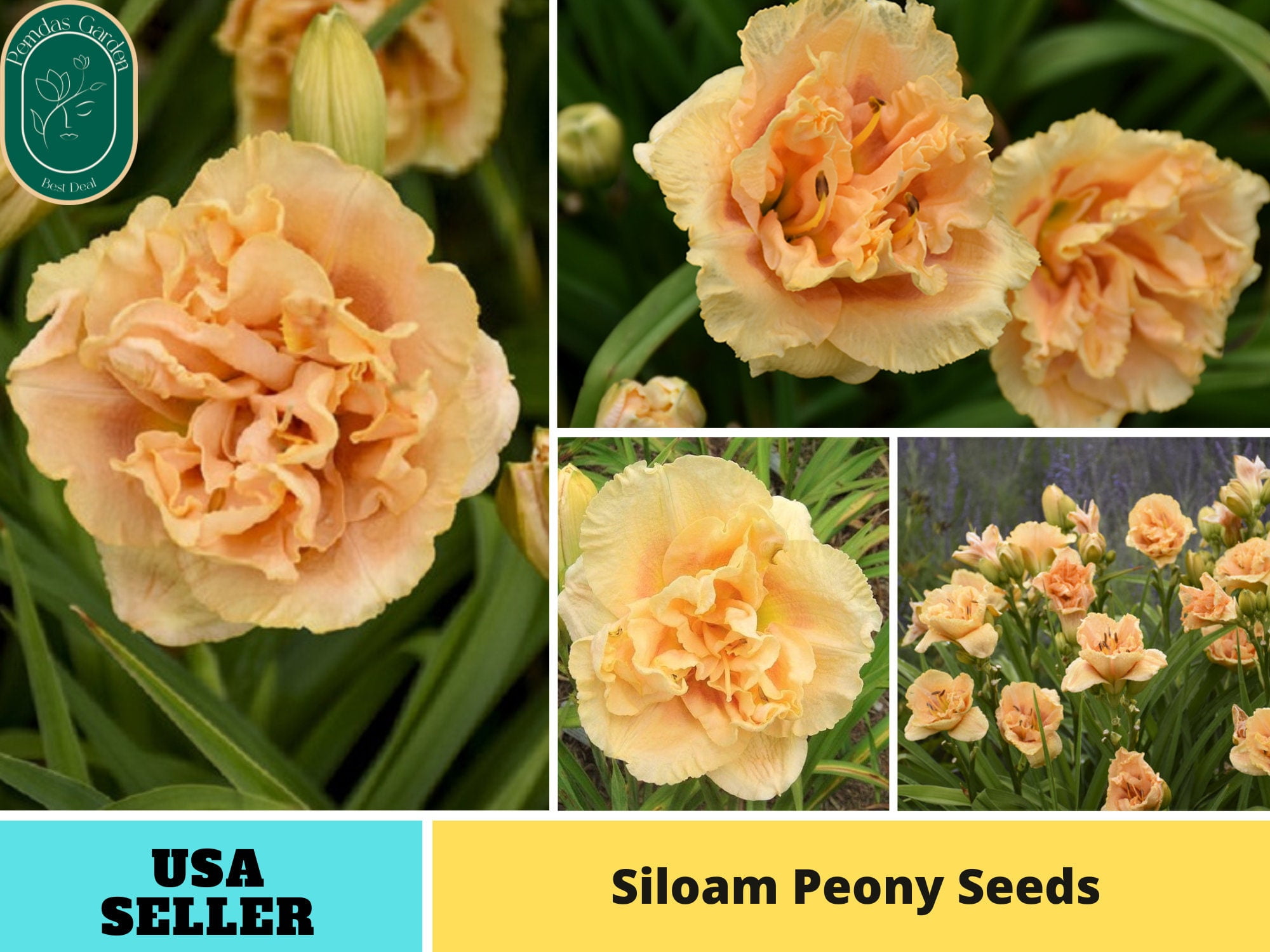 10+Seeds| Siloam Peony Display Reblooming Daylily - Authentic Seeds ...