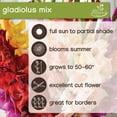 Expert Gardener Gladiolus Mix Set of 16 Dormant Bulbs Multi-Color ...