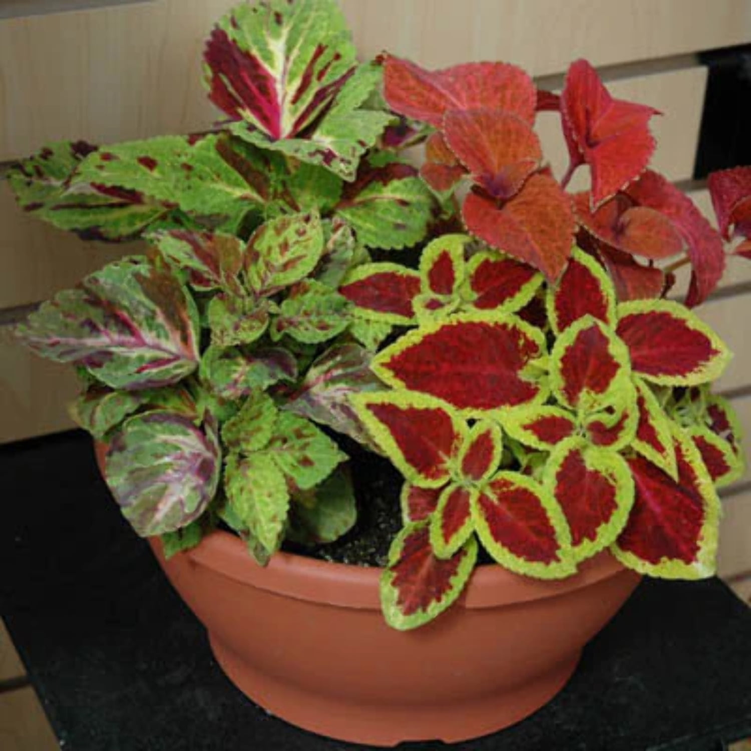 Coleus Wizard Select Mix Seed - Walmart.com