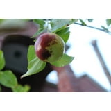 Tropical SEEDS - Ber Tree 10 Seeds - Jujube - Small Evergreen ...