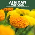 African Marigold CrackerjackITSC - Large 1 Ounce Packet - 10,000 Flower ...
