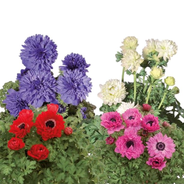Italian Anemone Levante Mix (10 Bulbs) Multi-color - Walmart.com