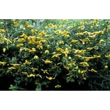 Helios Tangutica Clematis - The Best Yellow - 2.5" Pot - Walmart.com