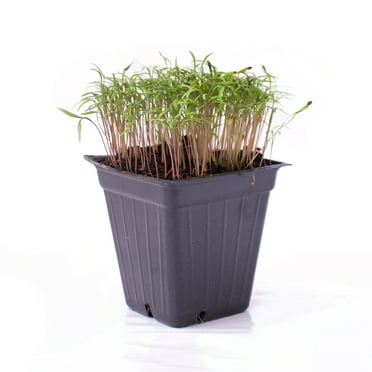 Robust yellow Hulles Hybrid Popcorn Garden Seeds - 1 Lb - Non-GMO ...