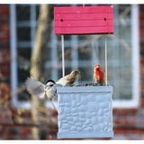 Infinity Bird Feeder - Wild Bird Feeder with 360 Degree View of Feeding ...