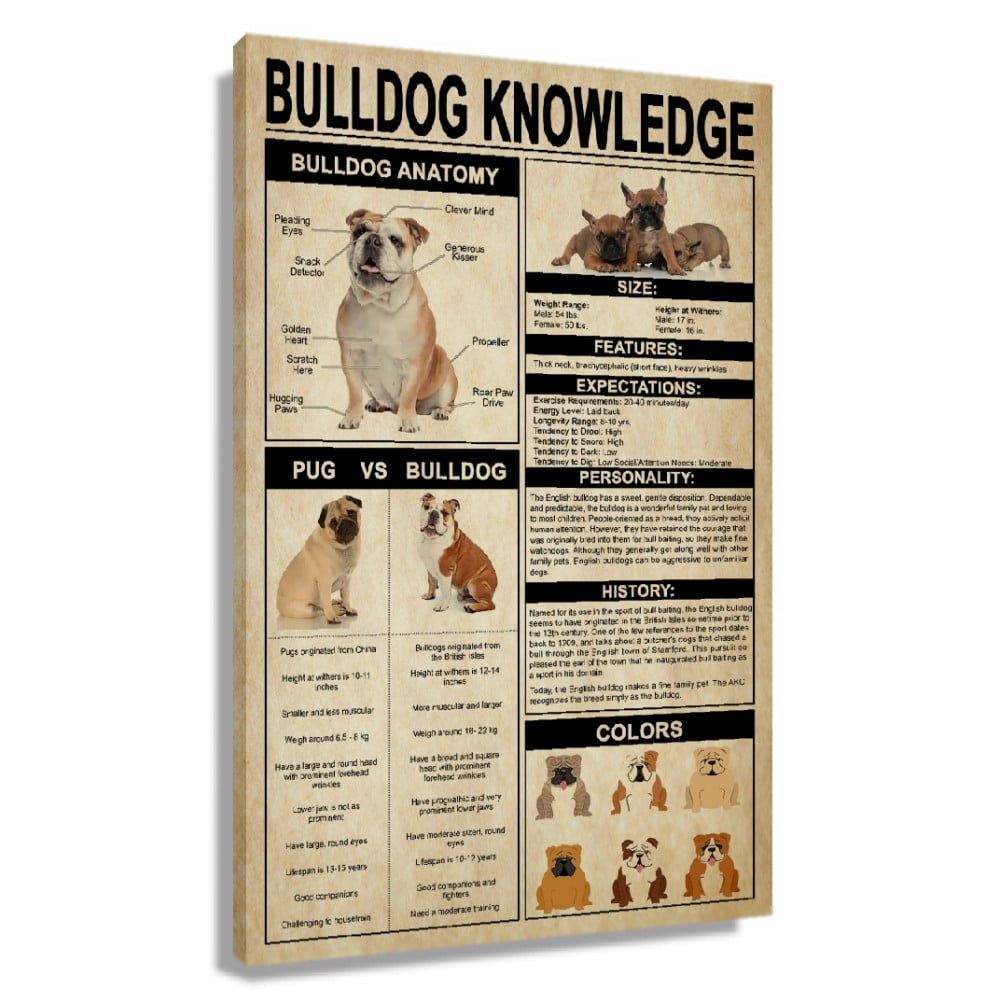 Bulldog Dog Knowledge Poster Educational Wall Art Infographic Poster ...