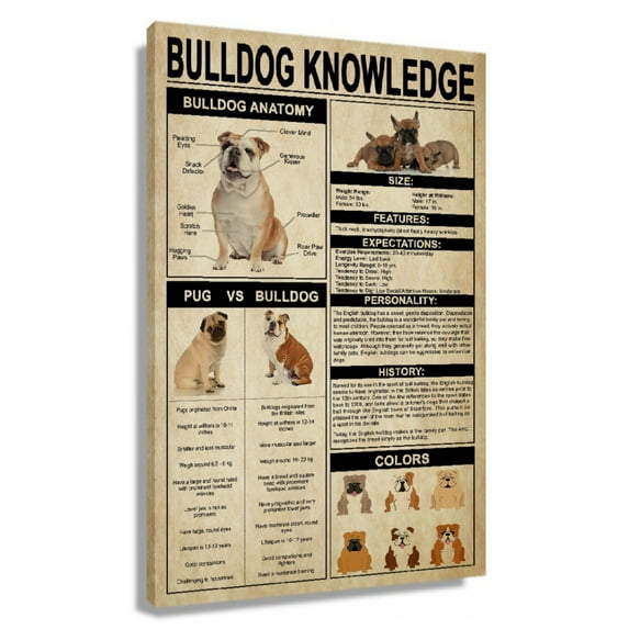Bulldog Dog Knowledge Poster Educational Wall Art Infographic Poster ...