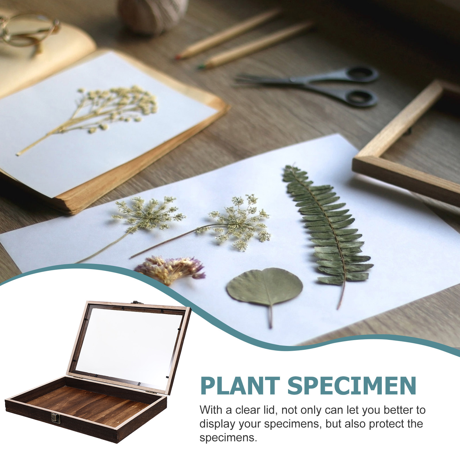 Insect Box Vegetable Screen How To Keep Boxelder Bugs Out Of Your Home