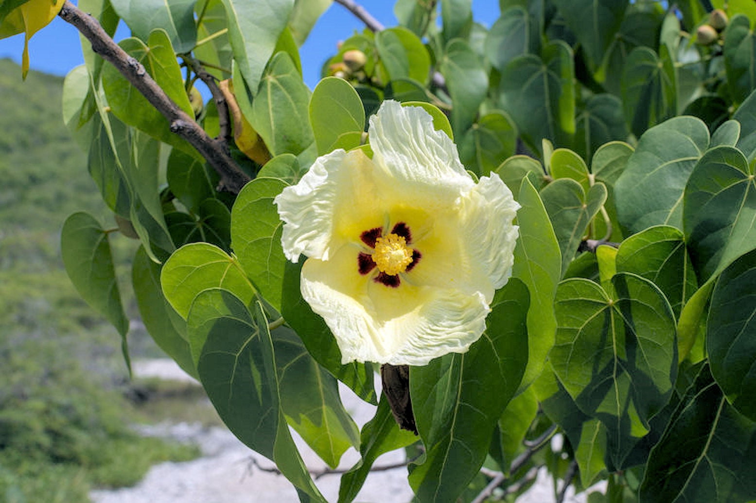 SEEDS = =Thespesia populnea- 20 Seeds-Tropical Evergreen-Yellow Blooms ...