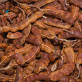 Sweet Tamarind Plant Live, Tamarind Tree, Perennial Tamarind Fruit Tree ...