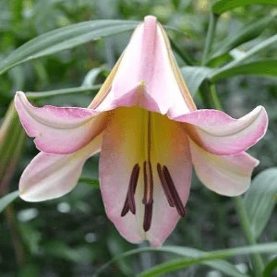 5 Bejing Moon Tree Lily Bulbs-- - Walmart.com