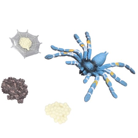 Fugacal Insect Growth Cycle Model,4PCS Spider Animal Life Cycle Hand ...