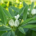 Fenugreek Seeds - Trigonella Foenum-graecum Herb Seed - 2000 Seeds ...