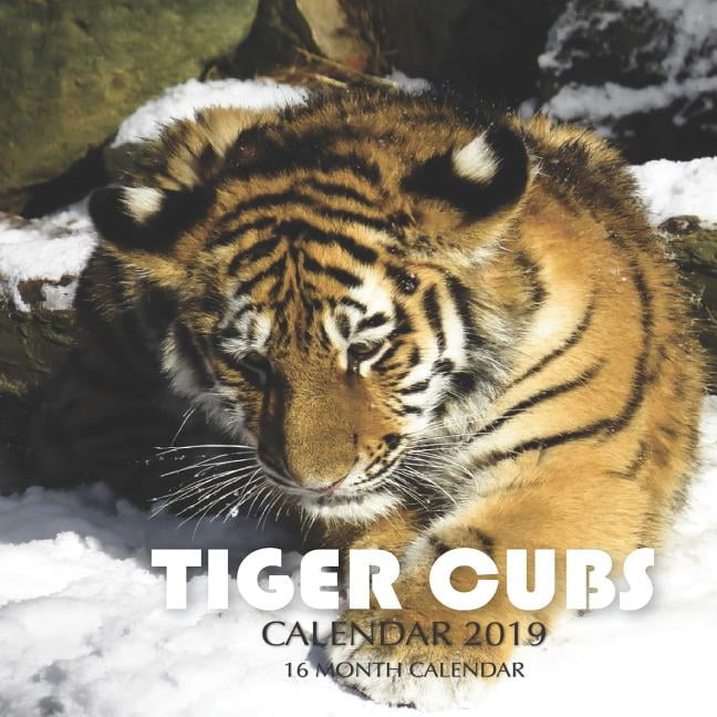 Tiger Cubs Calendar 2019: 16 Month Calendar (Paperback) - Walmart.com