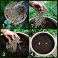 Butterfly Flower Hostas-(Non-Artificial)-Bloom Year After Year,Fast ...