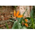 5 TROPICAL BIRD OF PARADISE Strelitzia Reginae Crane Flower Houseplant ...