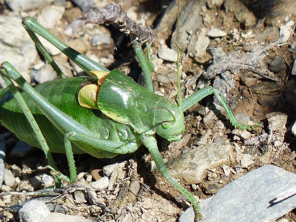 2 foot long Praying Mantis? : r/Thetruthishere