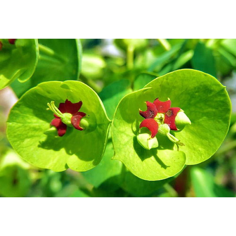 Miss Robb's Bonnet Spurge - Euphorbia robbiae - Live Plant - Quart Pot ...