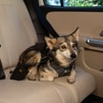 Clickit Sport Plus — Crash-Tested and Safety Certified Car Seat Belt ...