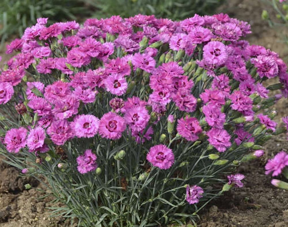 Dianthus Pretty Poppers™ Goody Gumdrop - Semi-Double Blooms - Quart Pot ...