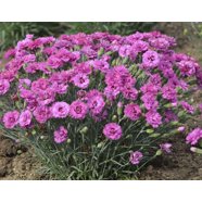 Pink Magic Dianthus - Multiple Pink Shades - 4" Pot - Walmart.com