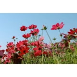 300 RED COSMOS DAZZLER Cosmos Bipinnatus Flower Seeds - Walmart.com