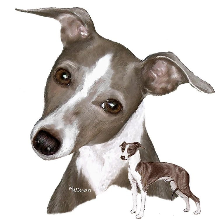 Teacup Greyhound