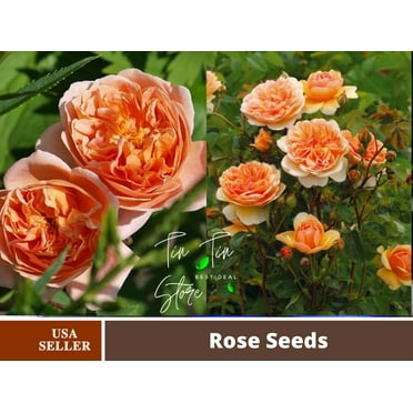Rare Rose Seeds Meteor Shower Red Yellow Rose Bush 20 Seeds - Walmart.com