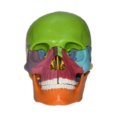 Life Size Exploded Skull Model Kids Learning Education Display Tool ...
