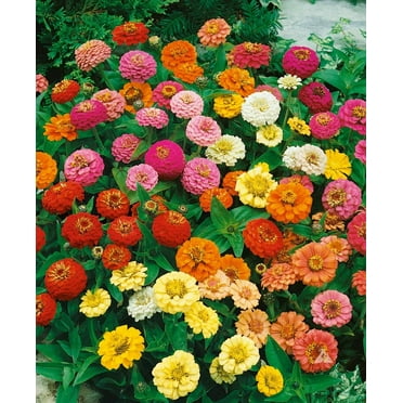 NatureZ Edge Zinnia Seeds HMF23 for 2025 Planting Outdoors, Over 550 Flower Seeds, 4g, Non GMO ...