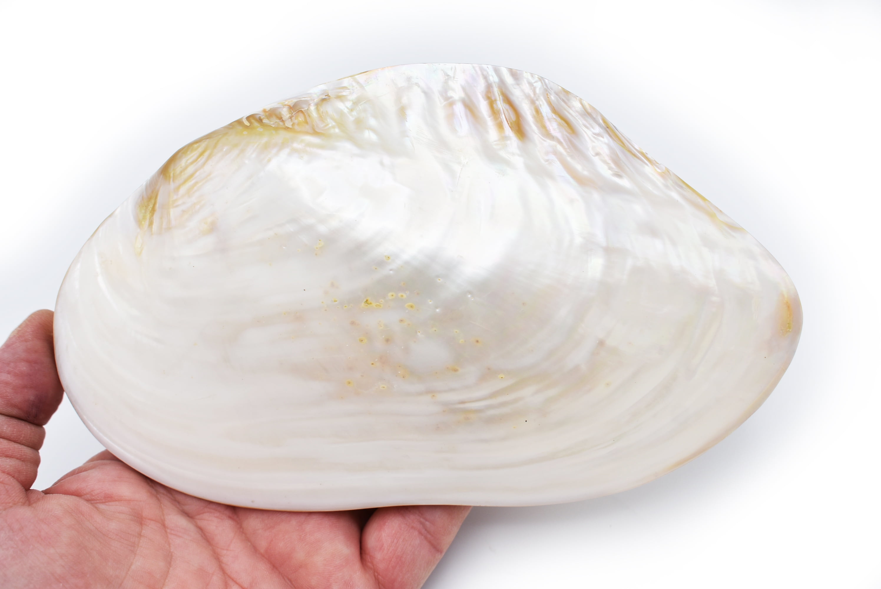 Polished Cebu Clam (Whole Shell) 7-8" Seashell for Decorating and ...