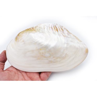 8 Pack: Natural Crushed Shells By Ashland™ - Walmart.com