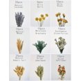 DIY Natural Dried Flower Set, Bulk Dried Flowers for Vase, Dried ...