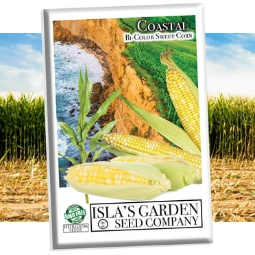 Honey Select Yellow Sweet Corn Seeds for Planting, 50+ Heirloom Seeds ...
